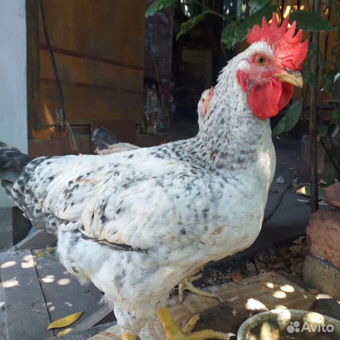 Куры Мастер Грей