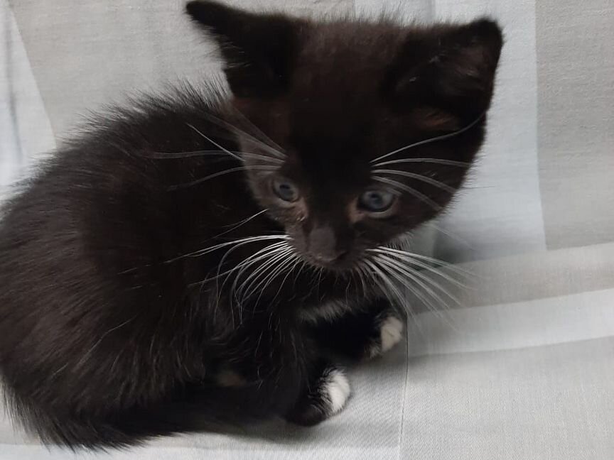 Девочка,1,5 месяца