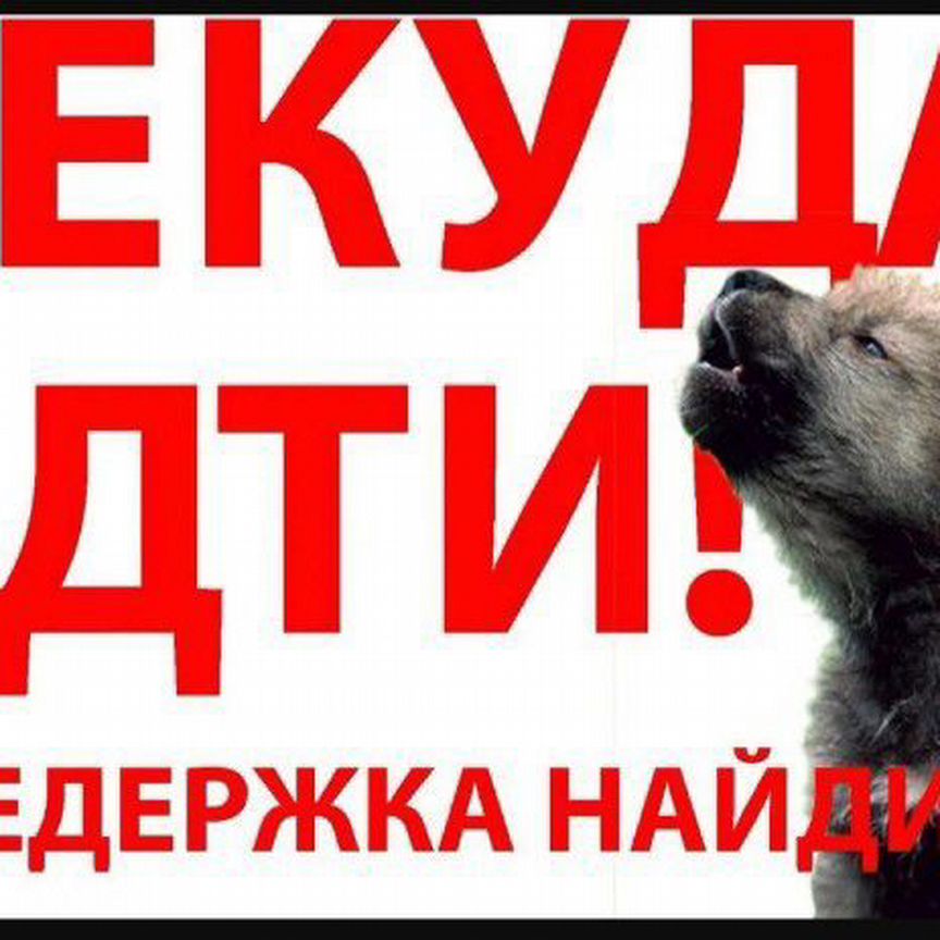 Ищу передержку