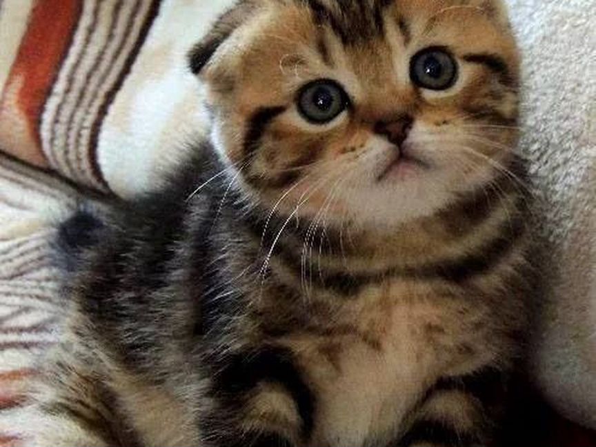 Шотландские котята