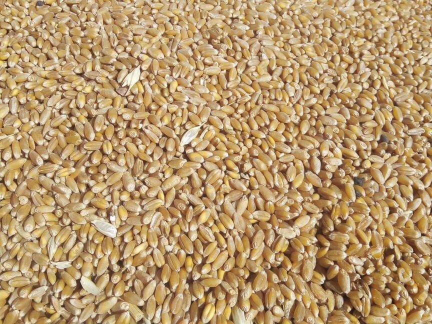 Пшеница