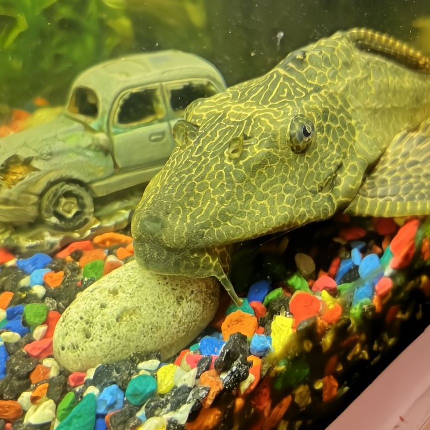 Птеригоплихт парчовый сом