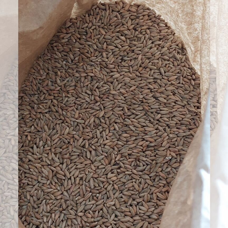 Рожь органическая для проращивания