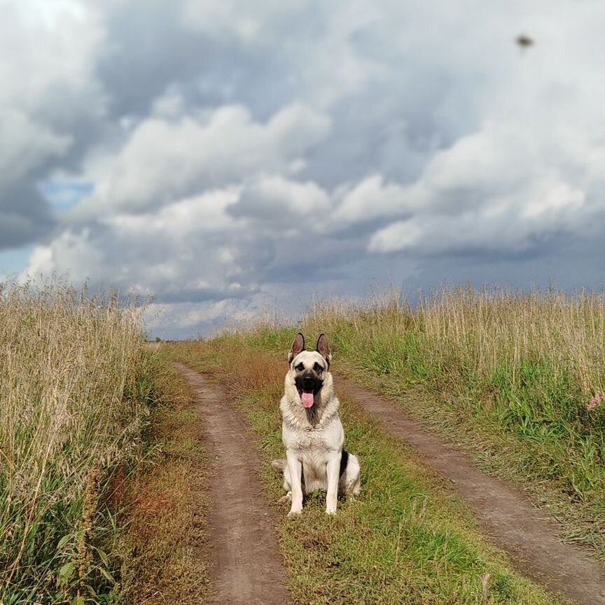 Щенки Восточноевропейской овчарки