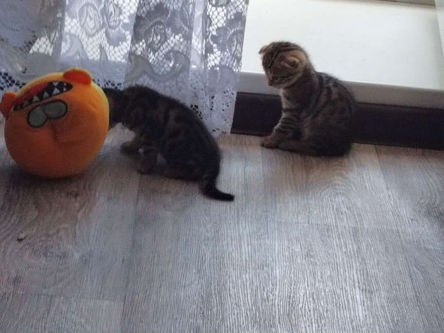 Скотиш фолд-бенгал