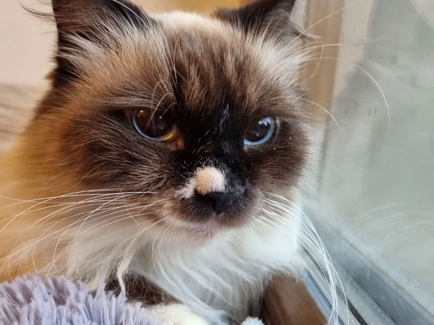Кошка с голубыми глазами