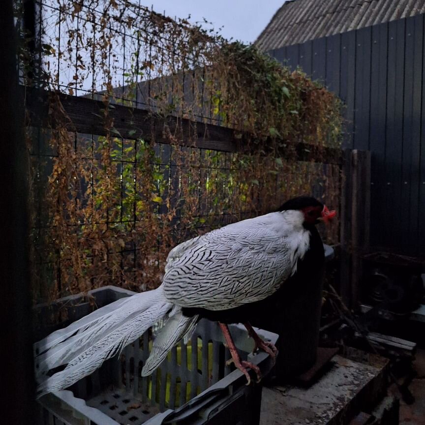 Серебряный фазан