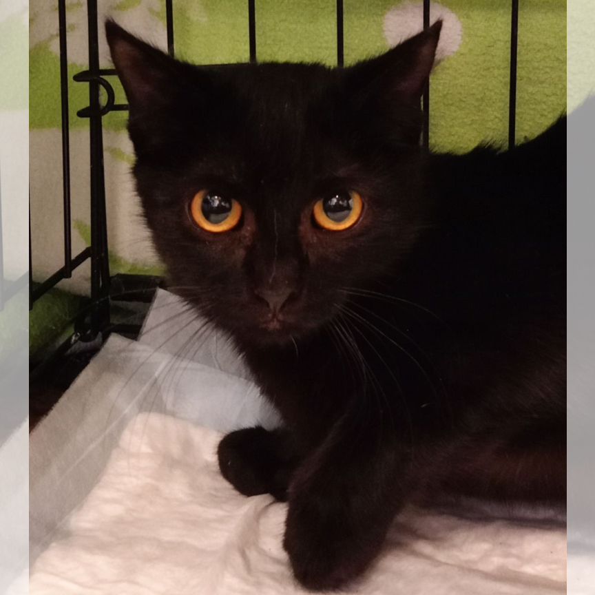 Взрослый кот от частного владельца