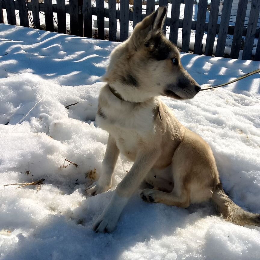 Собака,щенок