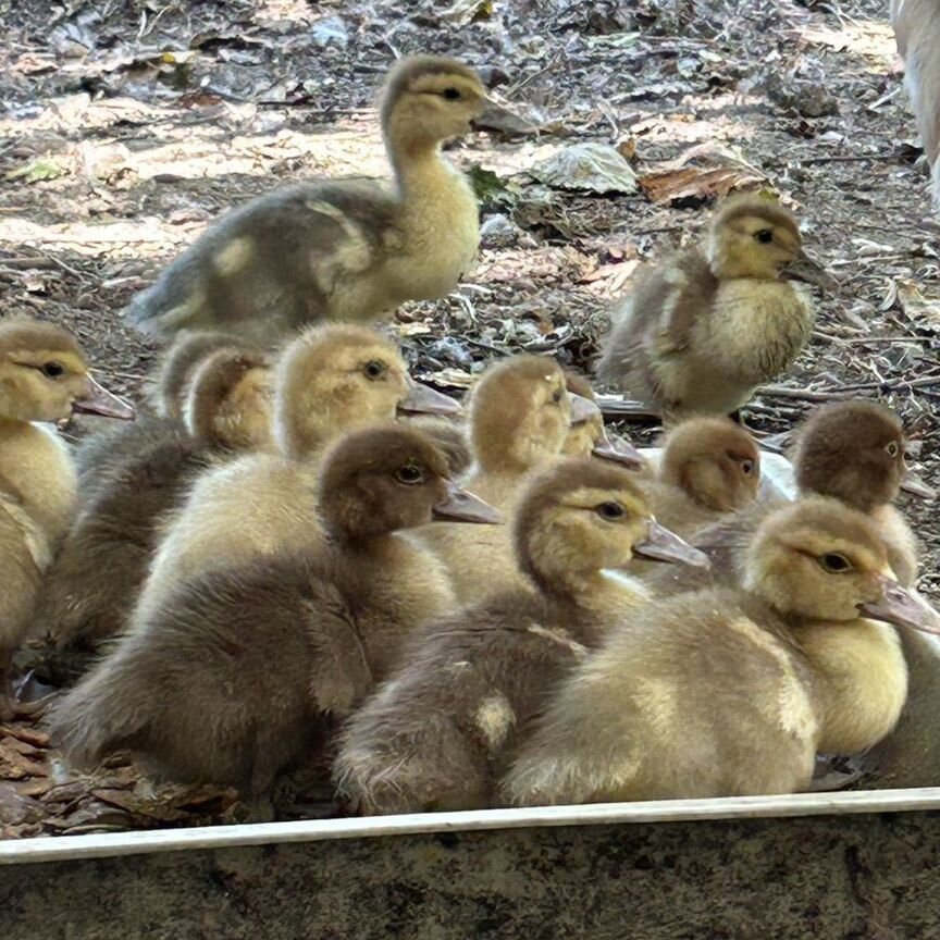 Индоутята маленькие и подросшие