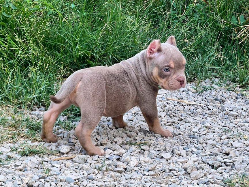 Американский Булли - элитный кобель, 2 месяца