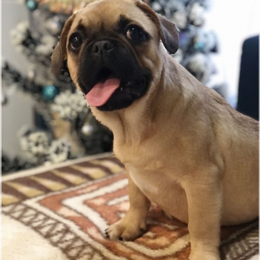 Мопс, щенок