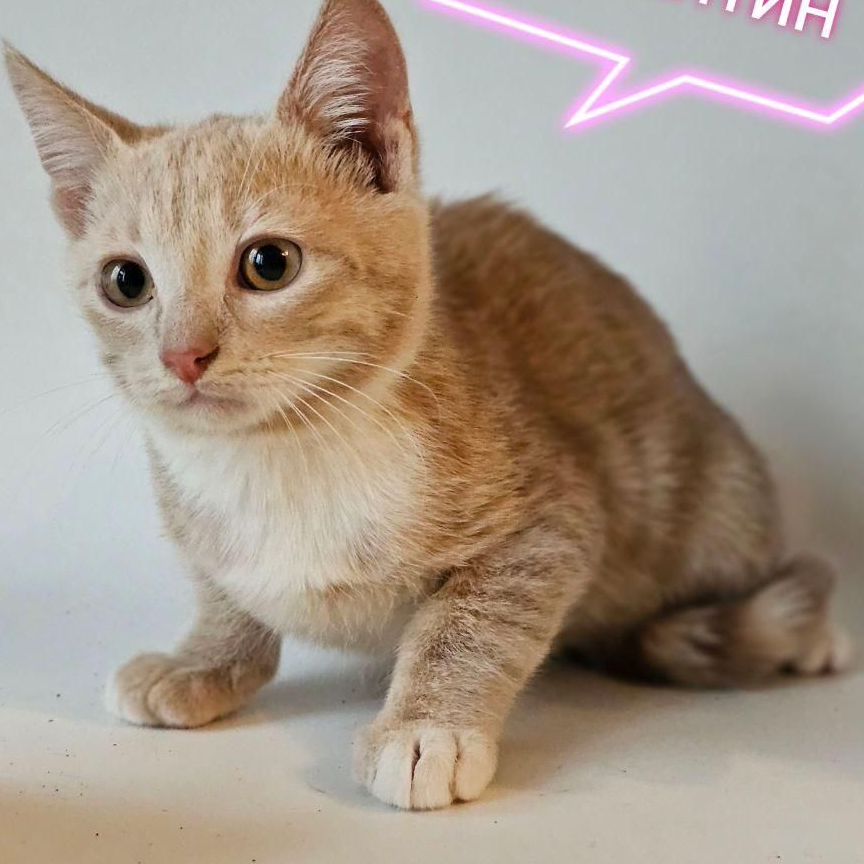 Котики солнечные витаминчики