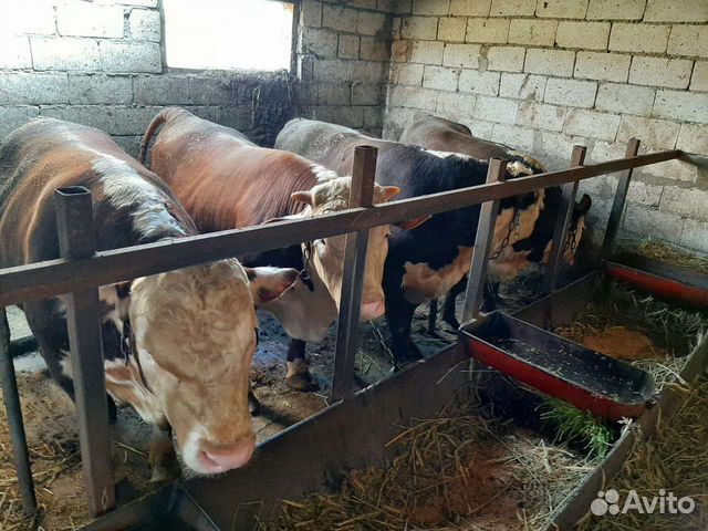 Быки на мясо