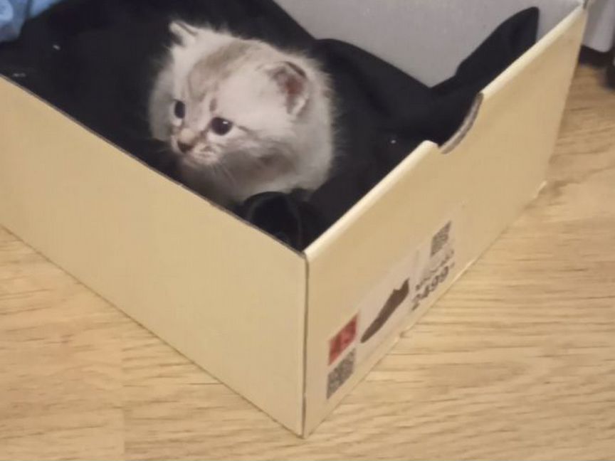 Котята в добрые руки бесплатно