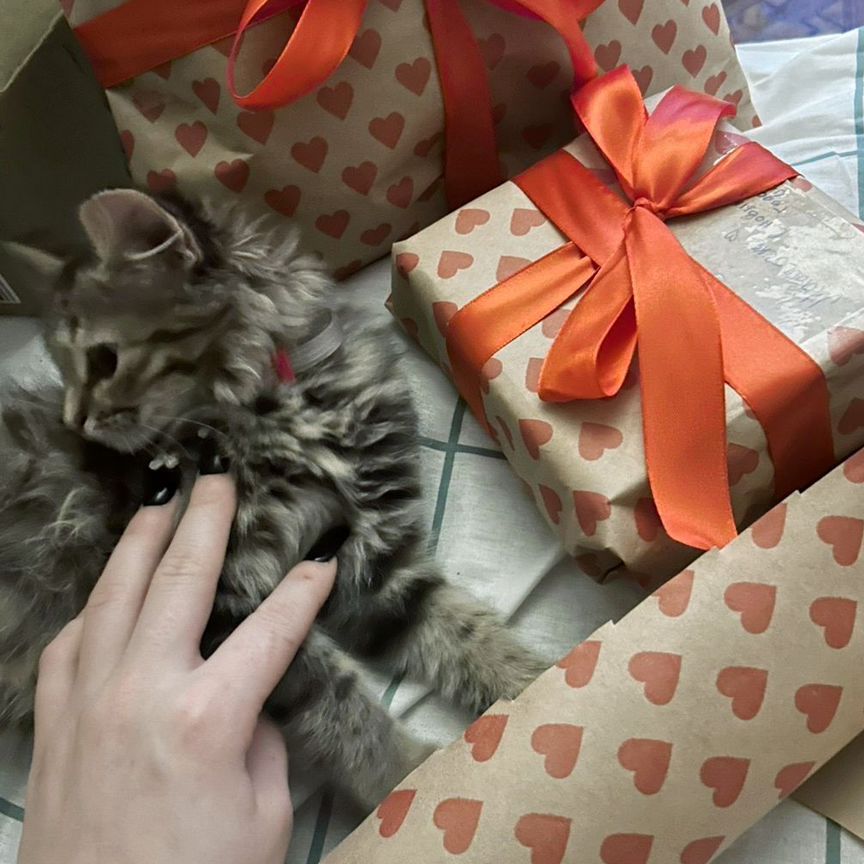 Котенок