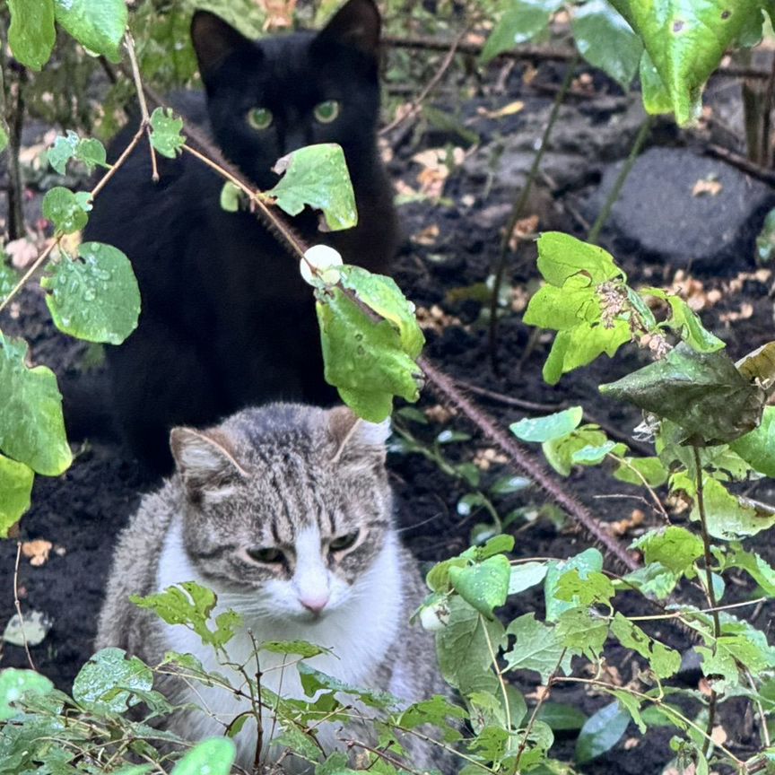 Котята с улицы в добрые руки