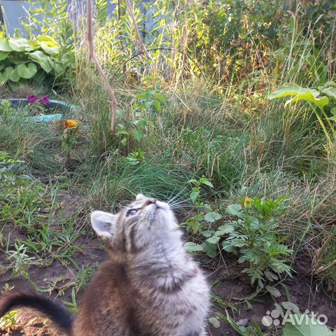 Кошка в дар бесплатно