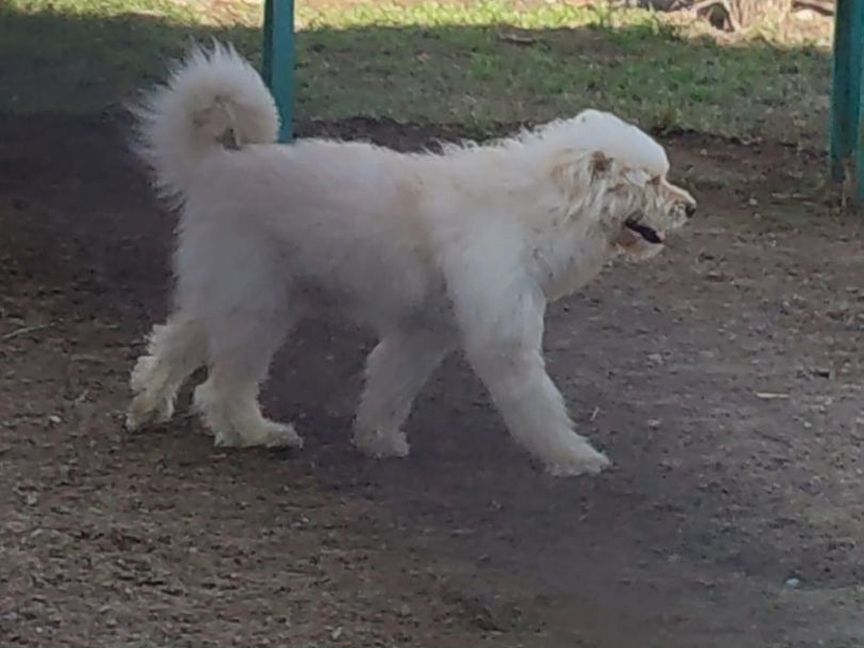 Южнорусская овчарка