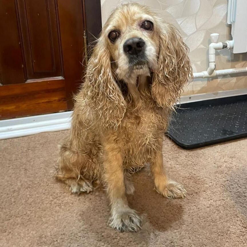 Потеряшка Кокер спаниель