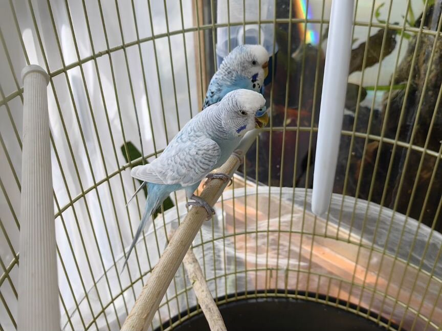 Волнистый попугай пара