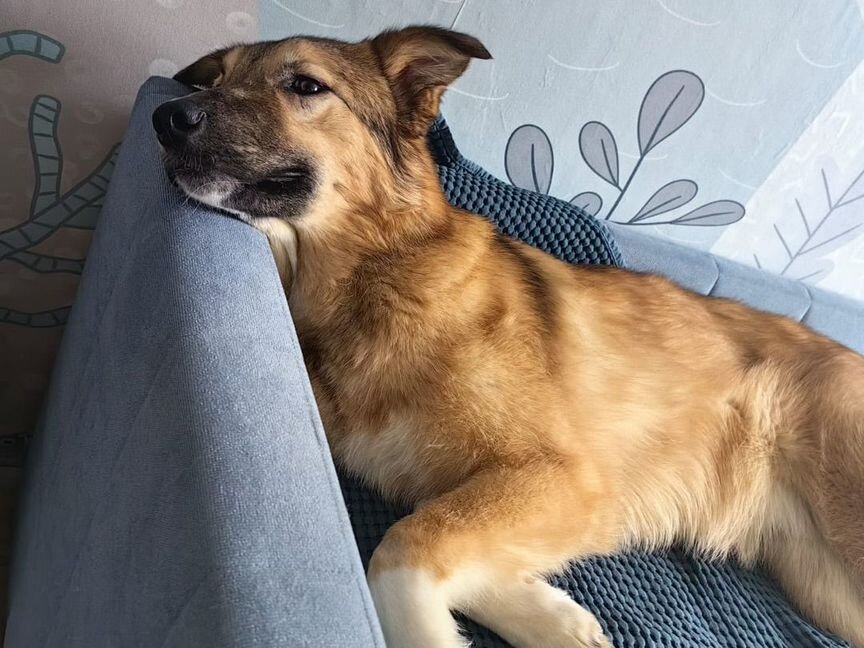 Подрощенный щенок ищет дом