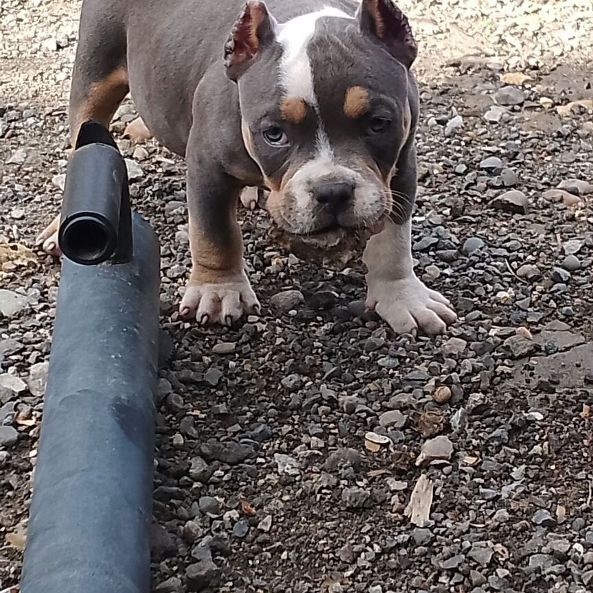 Американский булли