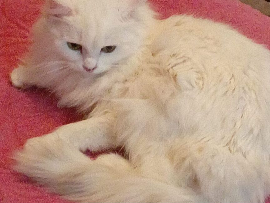 Шикарная кошечка Софочка ищет дом