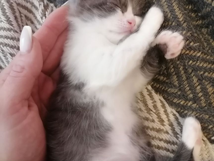 Кошки породистые бесплатно