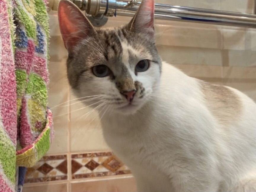 Кот