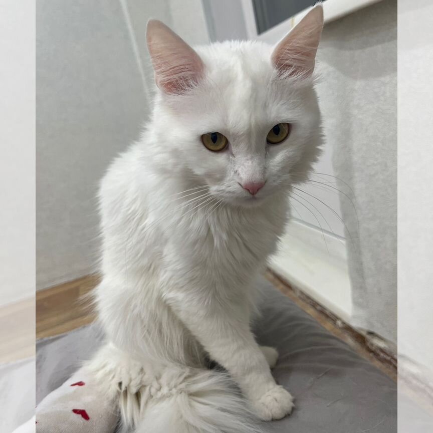 Сибирский, взрослый кот