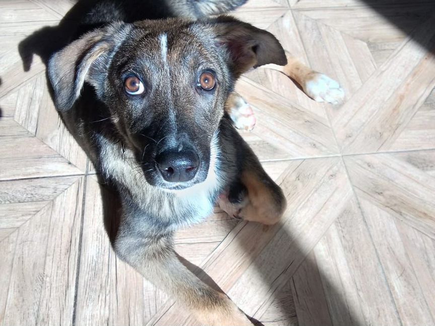 Собака в добрые руки отдам бесплатно