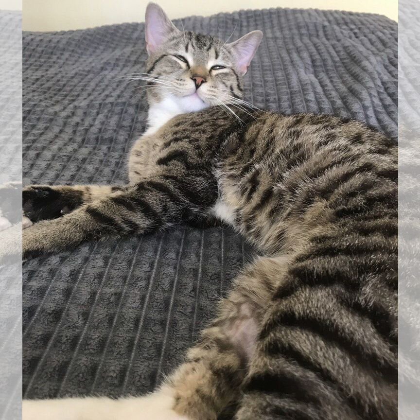 Котёнок в добрые руки