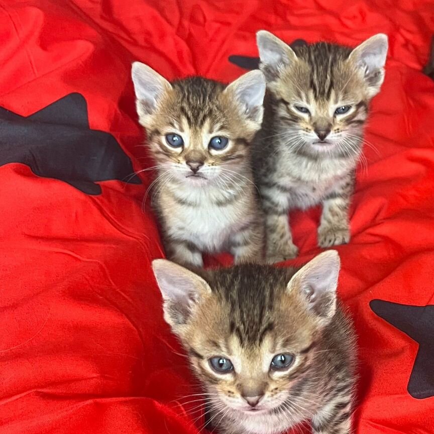 Бенгальские котята бесплатно