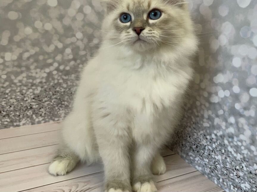 Невский маскарадный котик