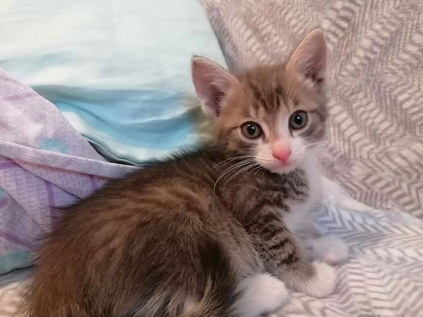 Кошки