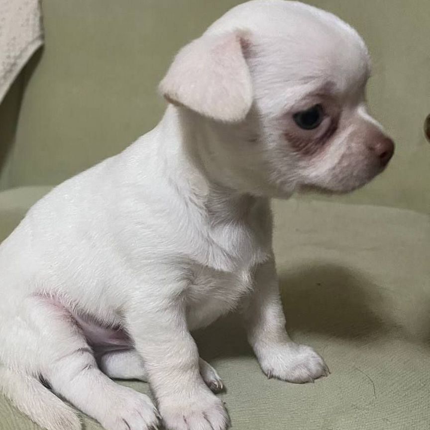 Щенки чихуахуа