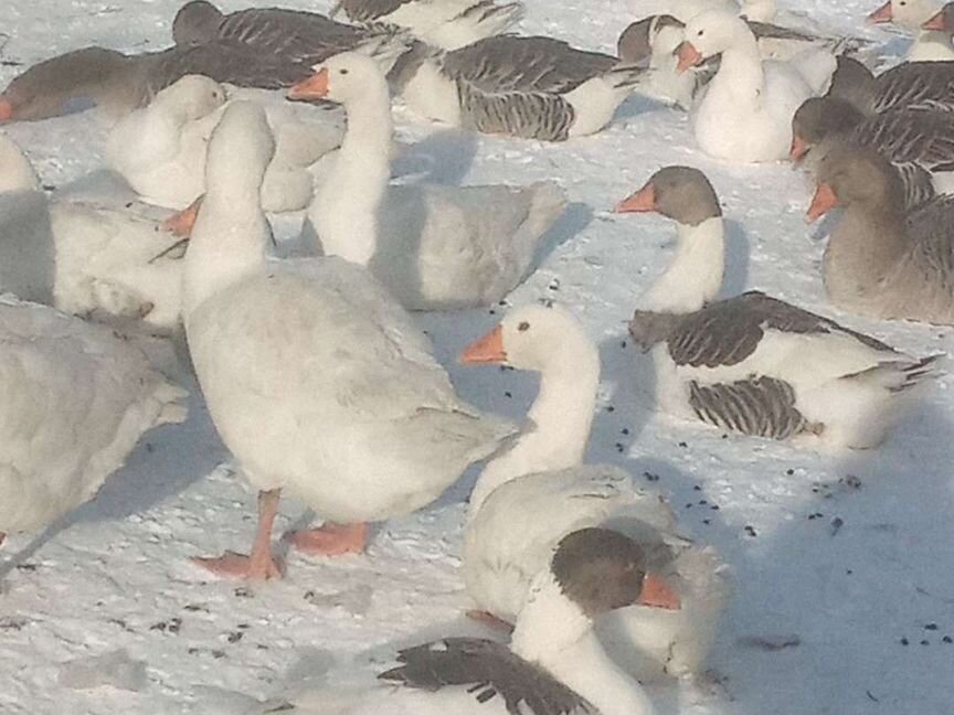 Гуси домашние