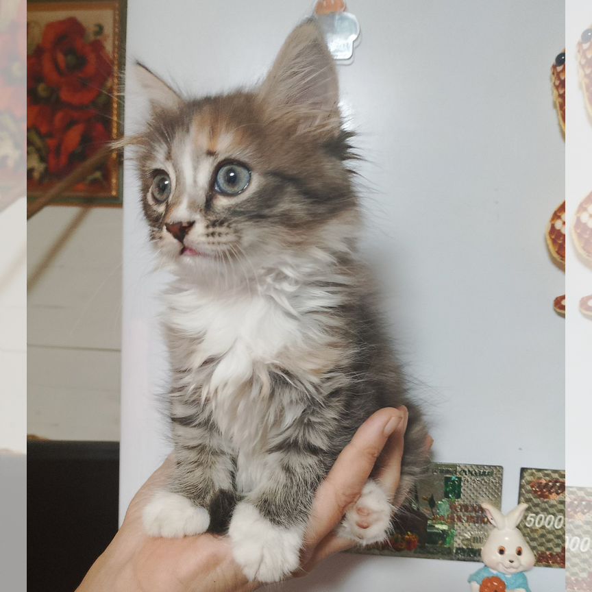 Британский длинношёрстный котёнок