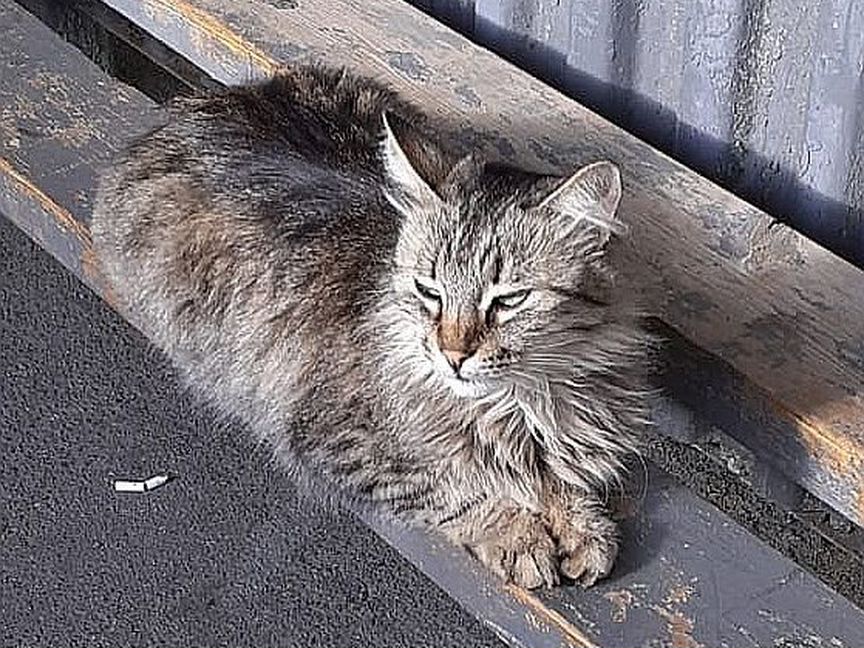Выброшенная кошечка