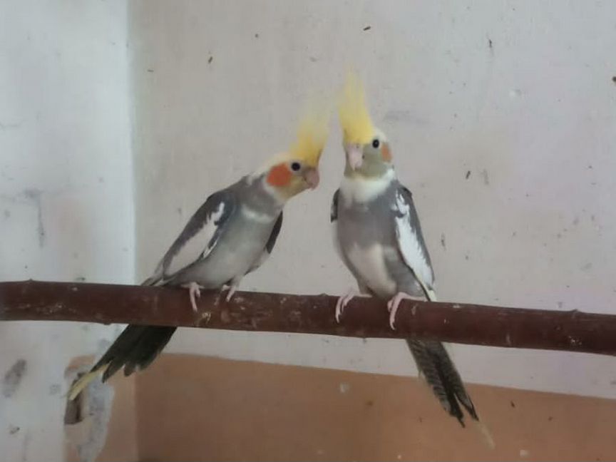 Попугай корелла