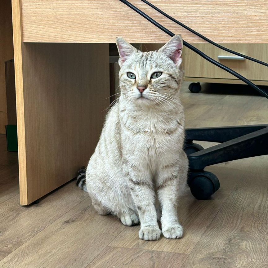 Кошечка европейская