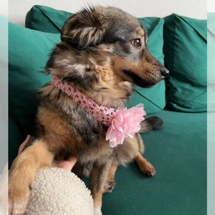 Щенок в добрые руки