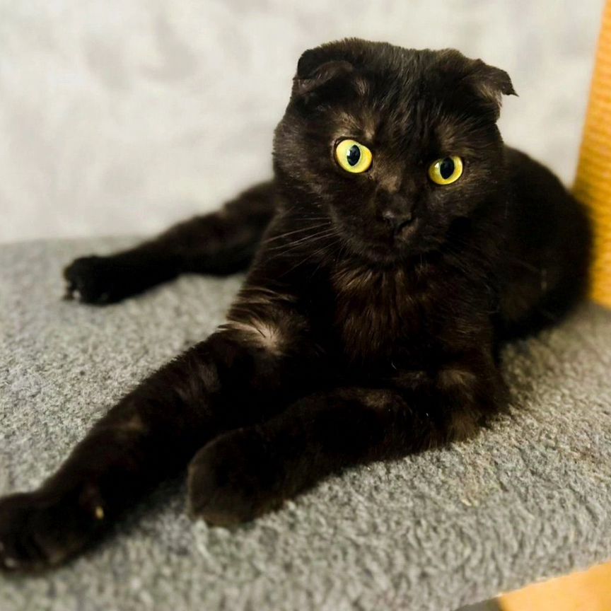 Шотландская вислоухая