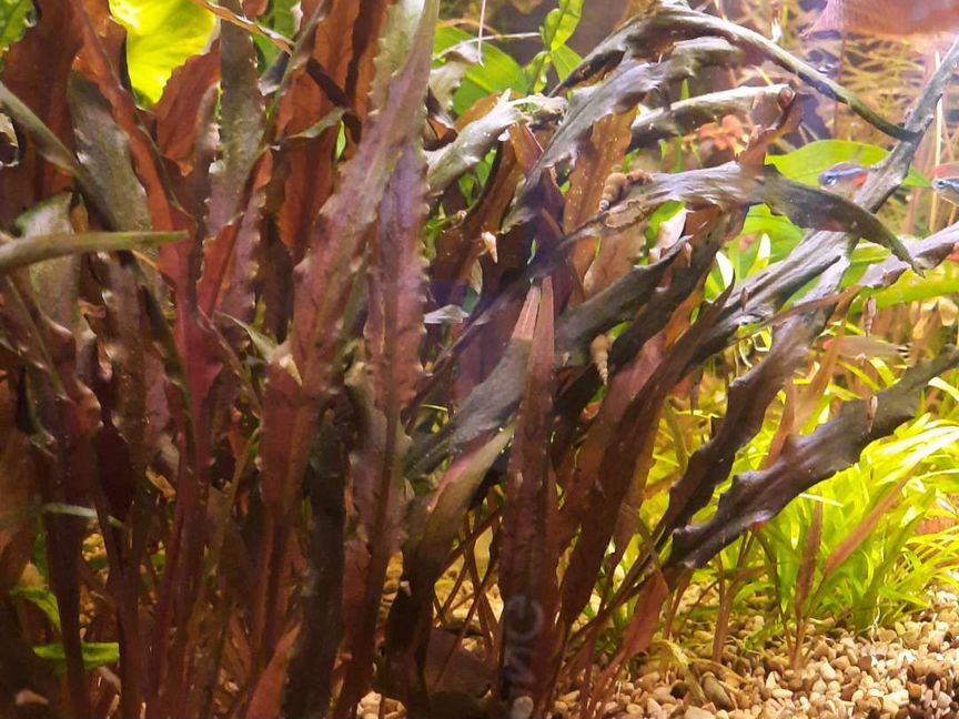 Криптокорина красная