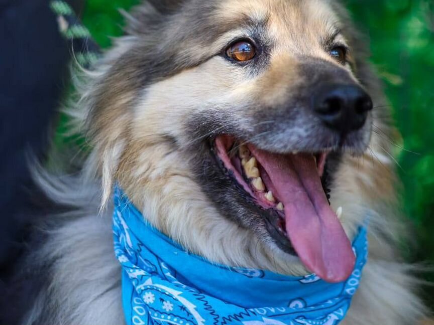 Собака в добрые руки