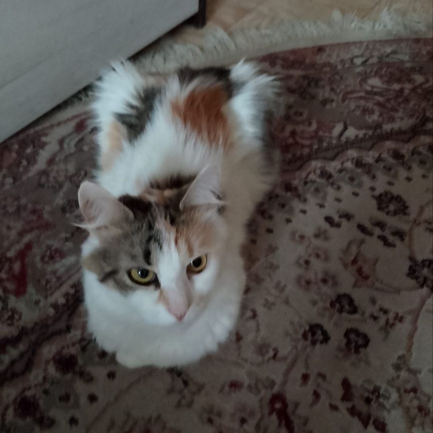 Кошка девочка Соня