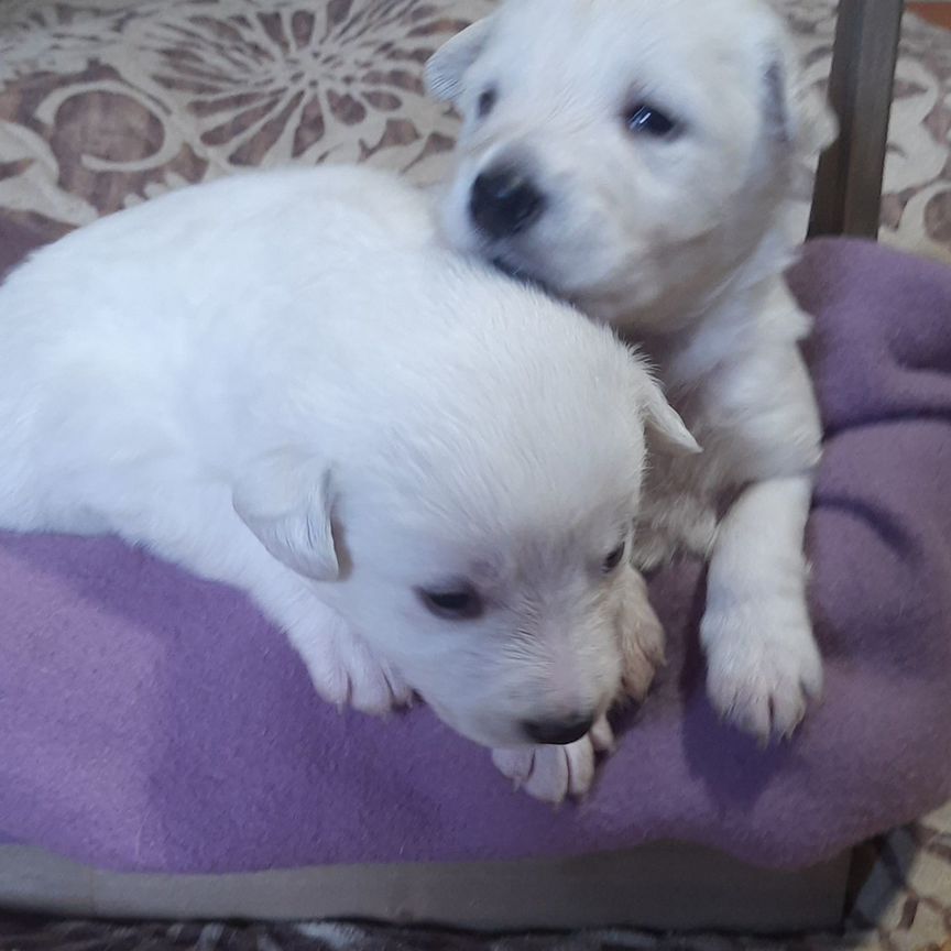 Японский хин, щенок