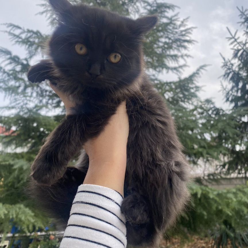 Совушка котенок ищет дом