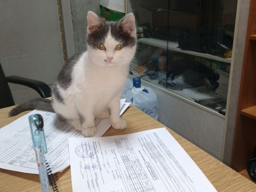 Полукровка плюшевая кошечка 1,5мес